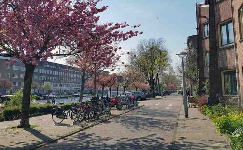 Cherry Blossom in Amsterdam 2026: Best Sakura Spots 🌸